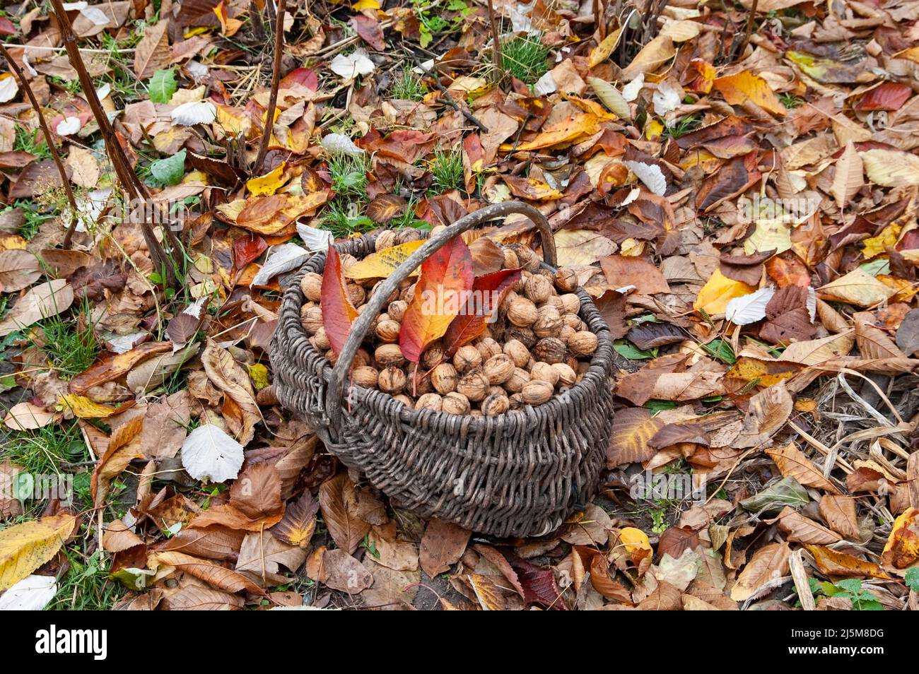 a wicker basket of walnuts stands amidst fallen autumn leaves Stock ...