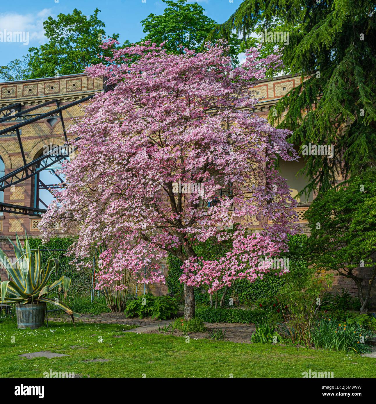 Pink flowers on a dogwood tree in the botanical garden Karlsruhe ...