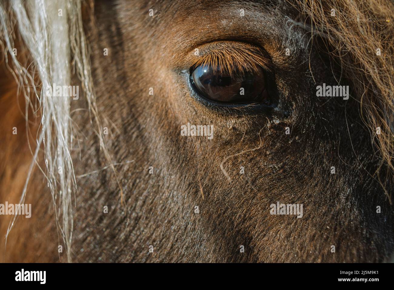 Galician mountain horse hi-res stock photography and images - Alamy