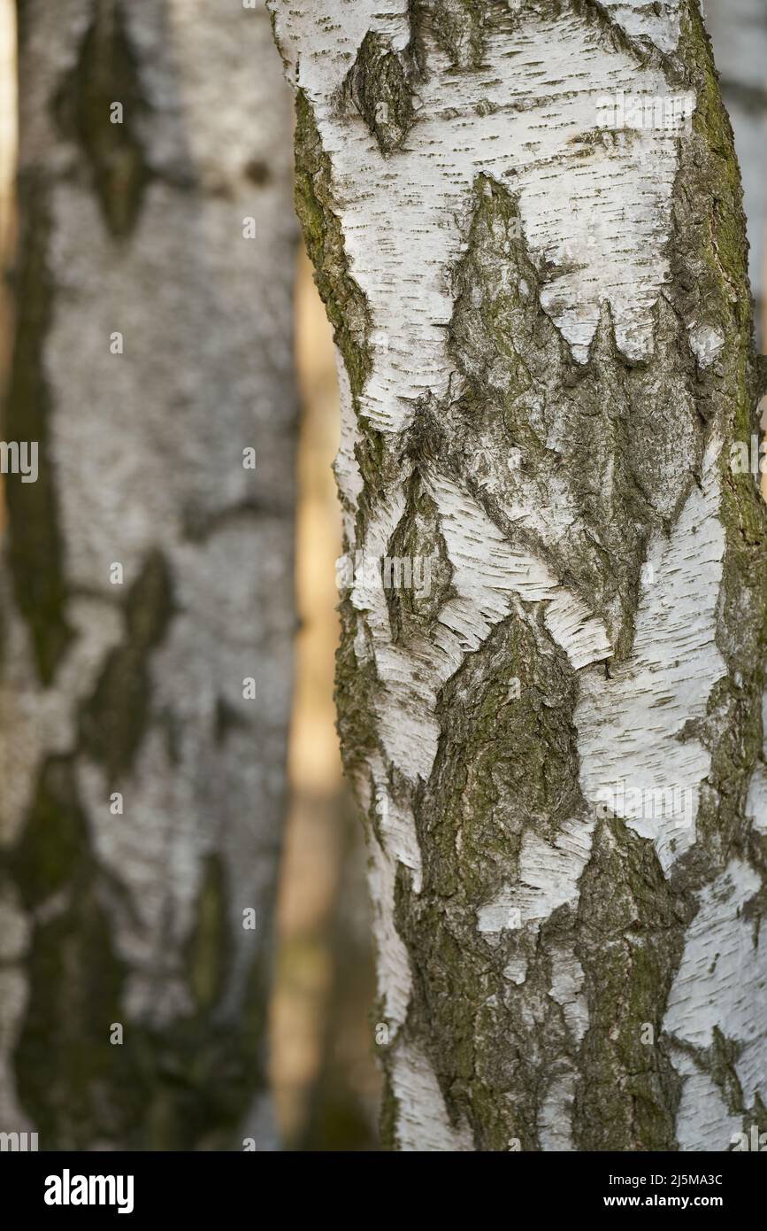 Birch trees with typical white bark in a forest in Germany Stock Photo ...