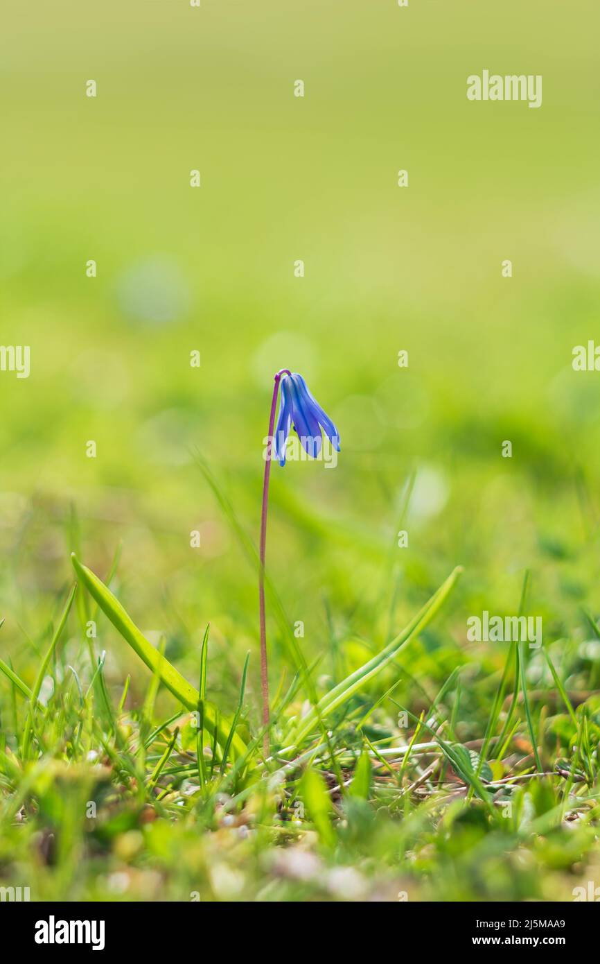 Siberian squill, wood squill, Scilla siberica meadow plant with blue ...