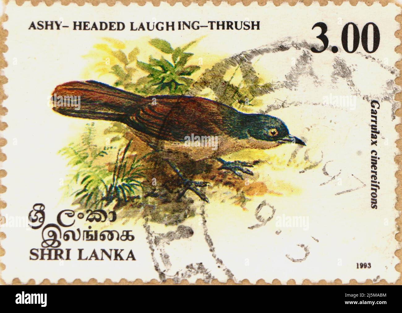 Photo of a Sri Lankan postage stamp with an illustration of an Ashy ...