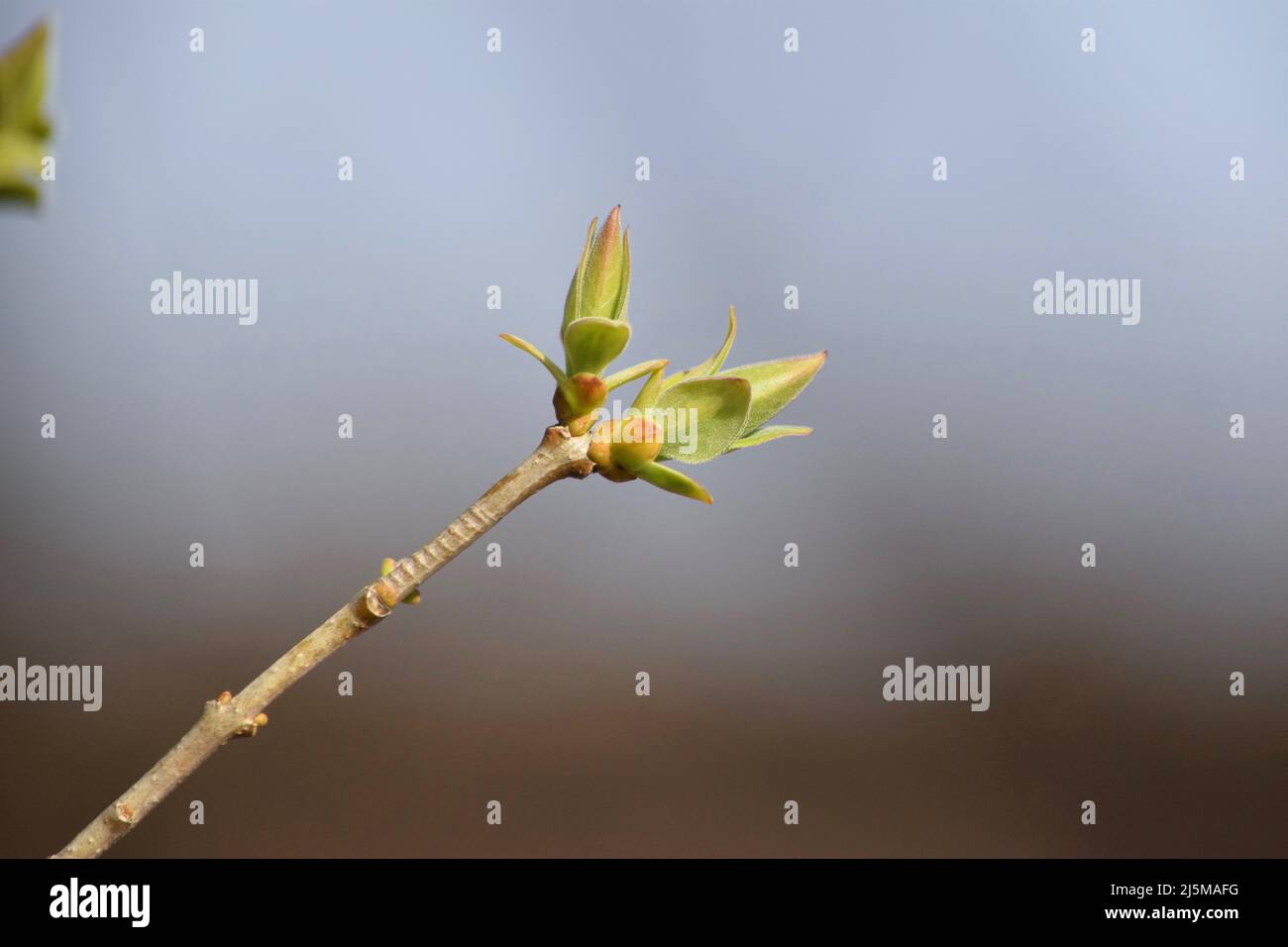Lilac Buds in spring time Stock Photo - Alamy