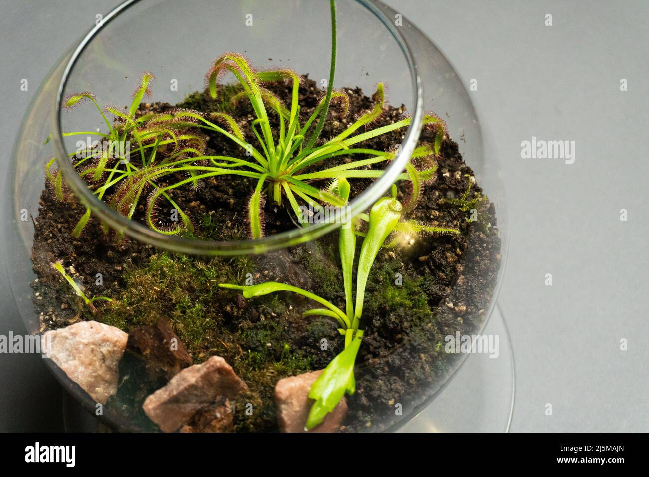 Florarium with different kinds of plants. Home decoration Stock Photo ...