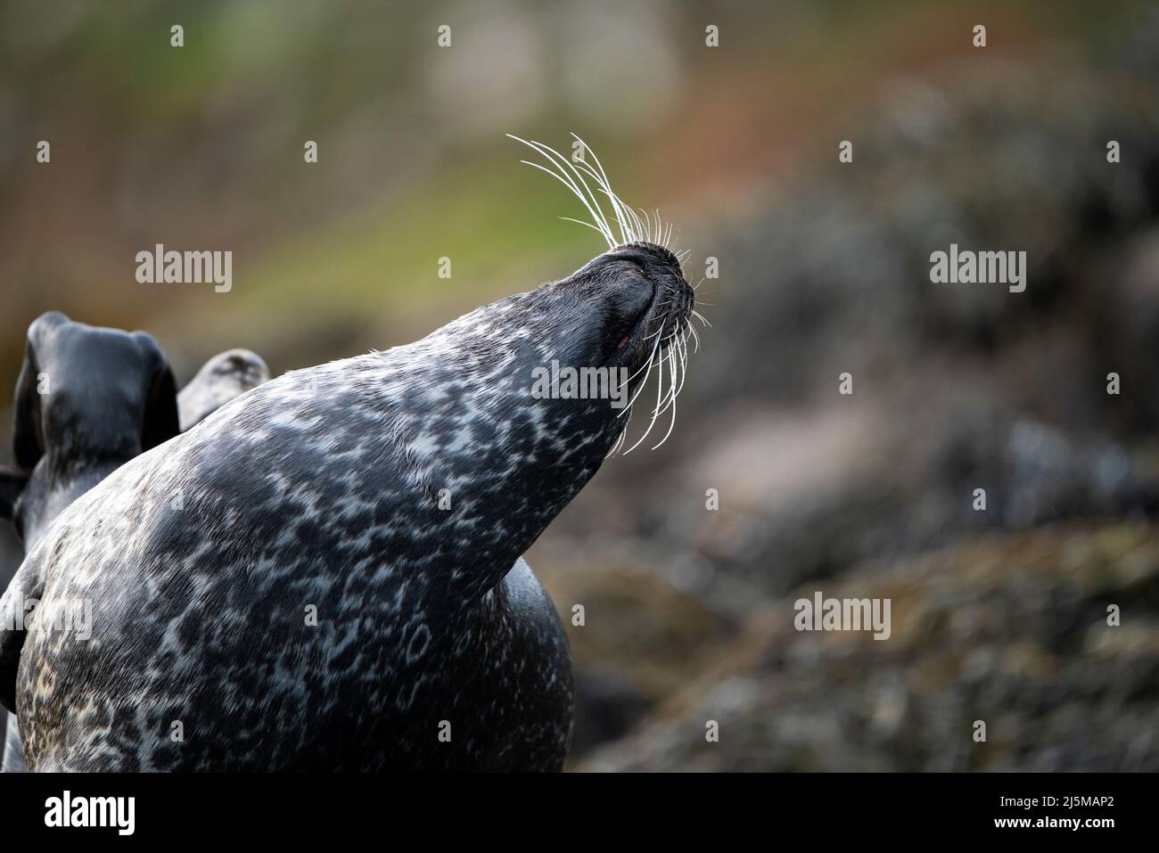 Bearded seals hi-res stock photography and images - Alamy