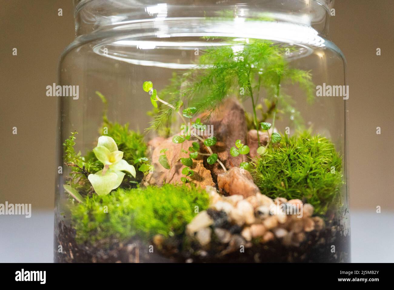 Florarium with different kinds of plants. Home decoration Stock Photo ...