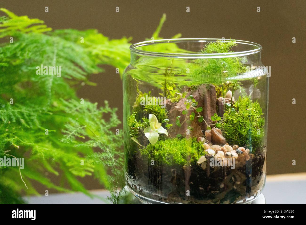 Florarium with different kinds of plants. Home decoration Stock Photo ...