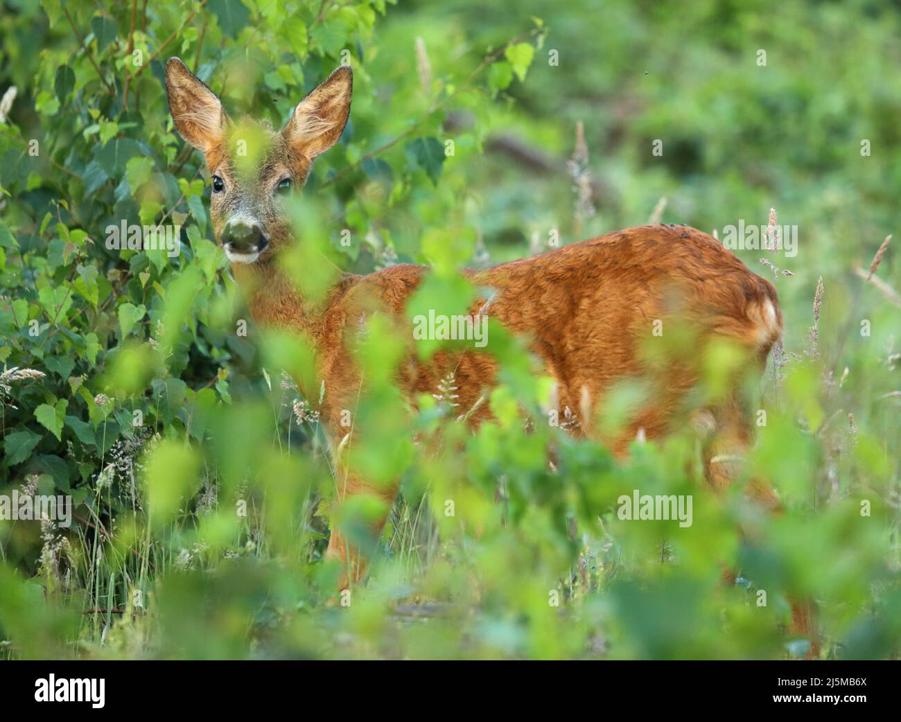 Birch trees with deer hi-res stock photography and images - Alamy