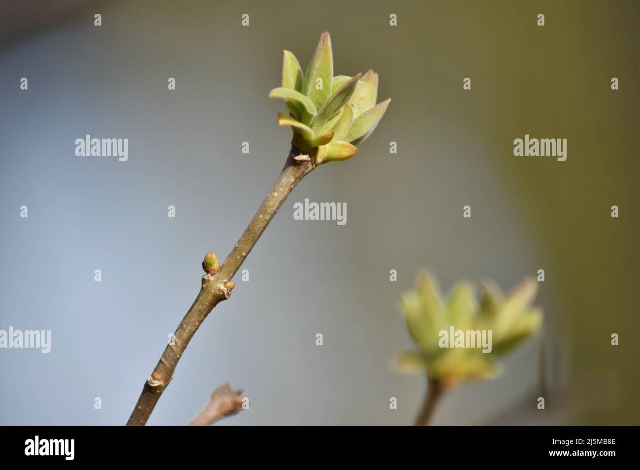 Lilac Buds in spring time Stock Photo - Alamy