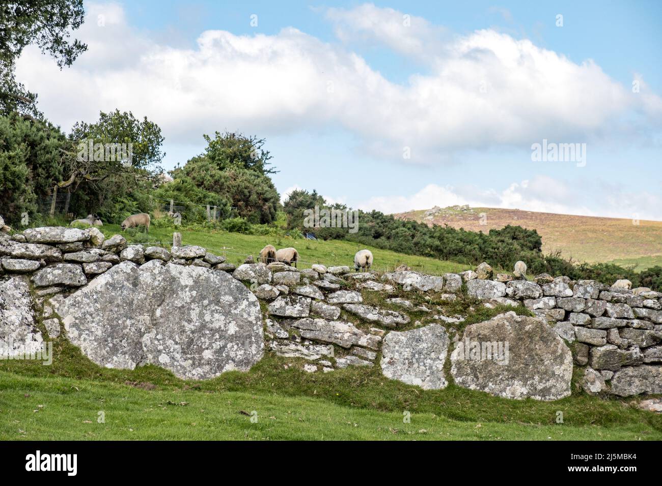 UK, England, Devonshire, Dartmoor. Ancient stone wall on Challacombe ...