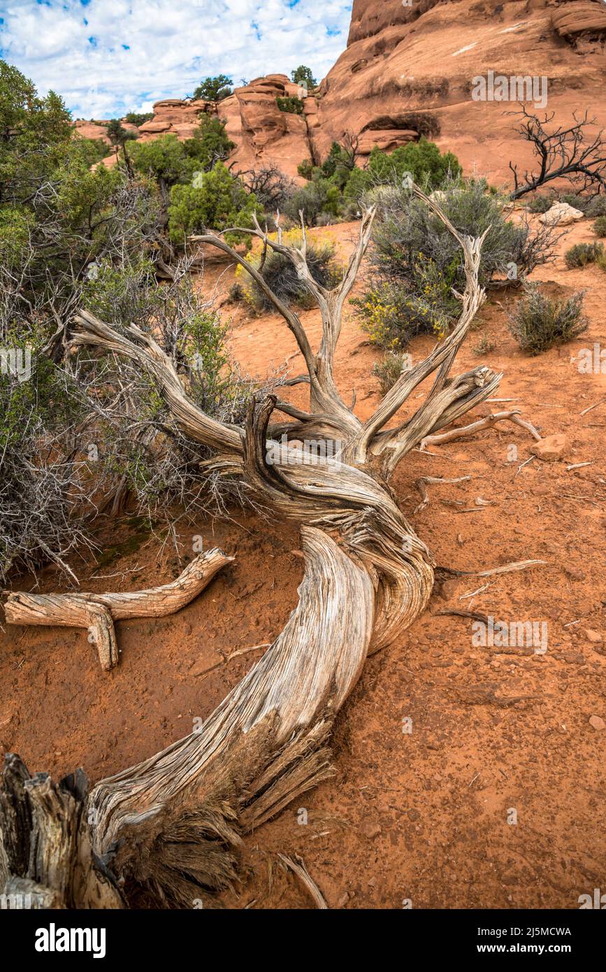 Arches of wood hi-res stock photography and images - Alamy