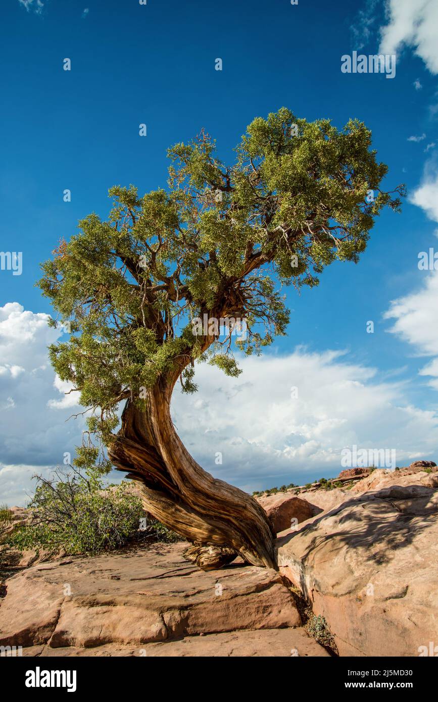Utah horse desert cliff hi-res stock photography and images - Alamy
