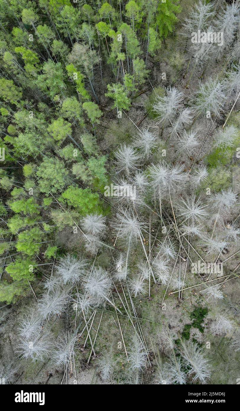 Light colored softwood hi-res stock photography and images - Alamy