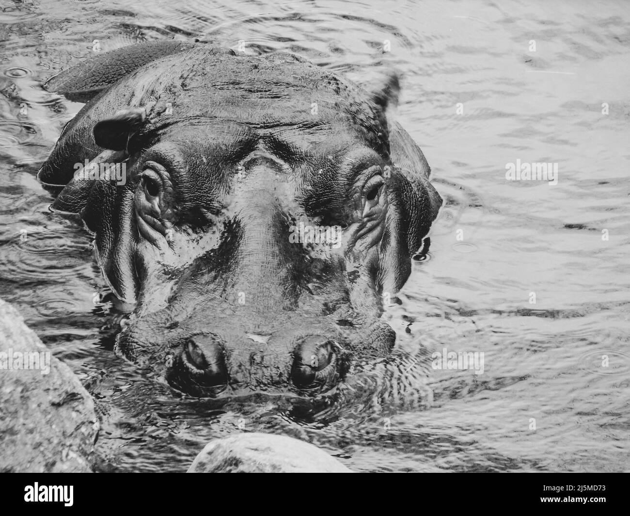 Peaking eye Black and White Stock Photos & Images - Alamy