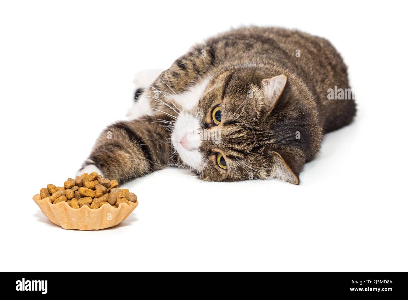 Beautiful grey cat lies Cut Out Stock Images & Pictures - Alamy