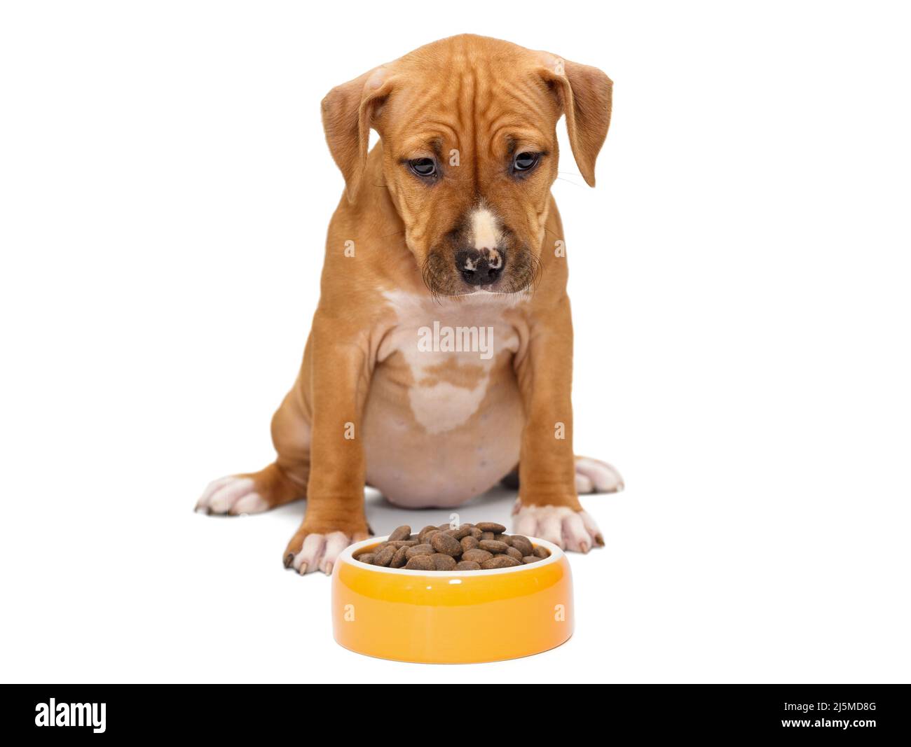 Small orange puppy Staffordshire Terrier, isolated on white background ...