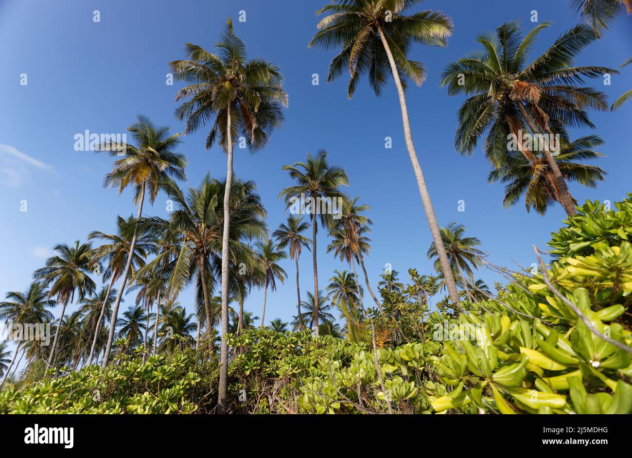 Bangaram island, Lakshadweep, India. Natural beauty of the island with ...
