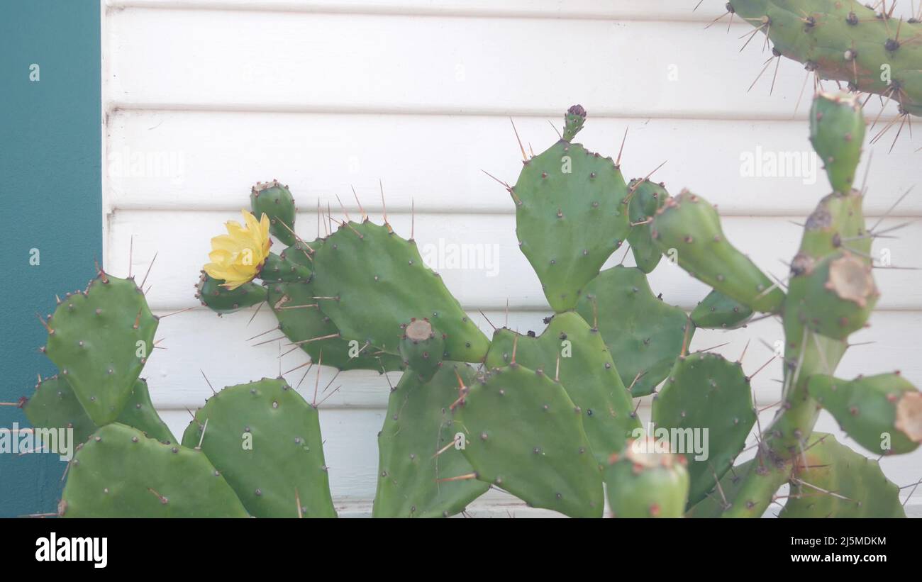 Green desert cactus by white wall of wooden house or bungalow. Garden ...