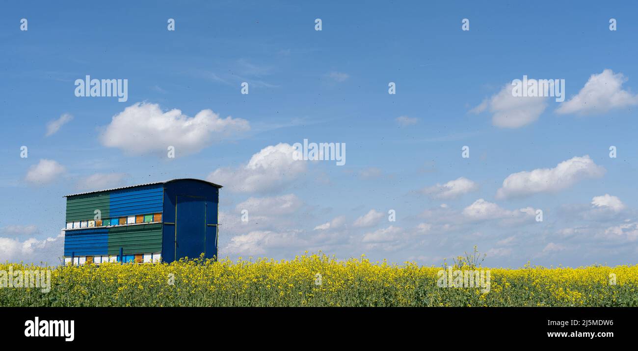 Beehive on a Yellow flower meadow on a spring day Stock Photo - Alamy