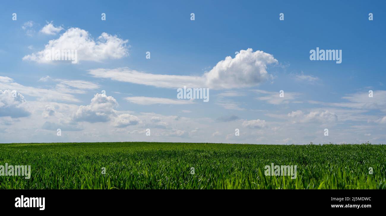 Green grass and beautiful blue sky with spring clouds background Stock ...