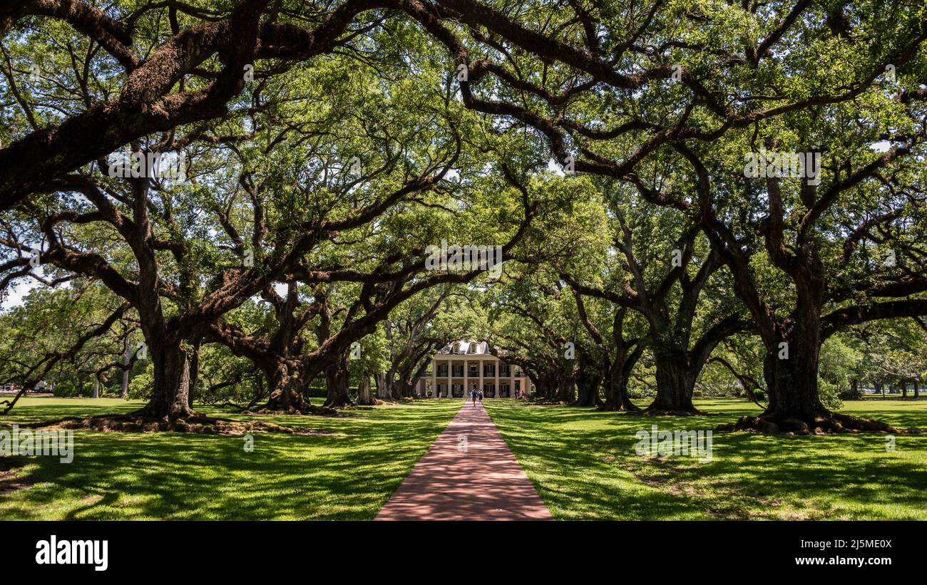 Louisiana plantation with oak trees hi-res stock photography and images ...