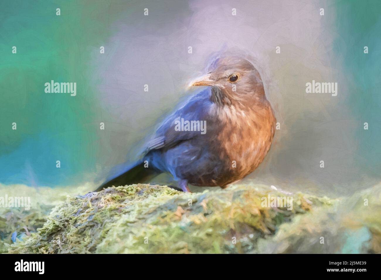 Digital abstract oil painting of a female Eurasian Blackbird, Turdus ...