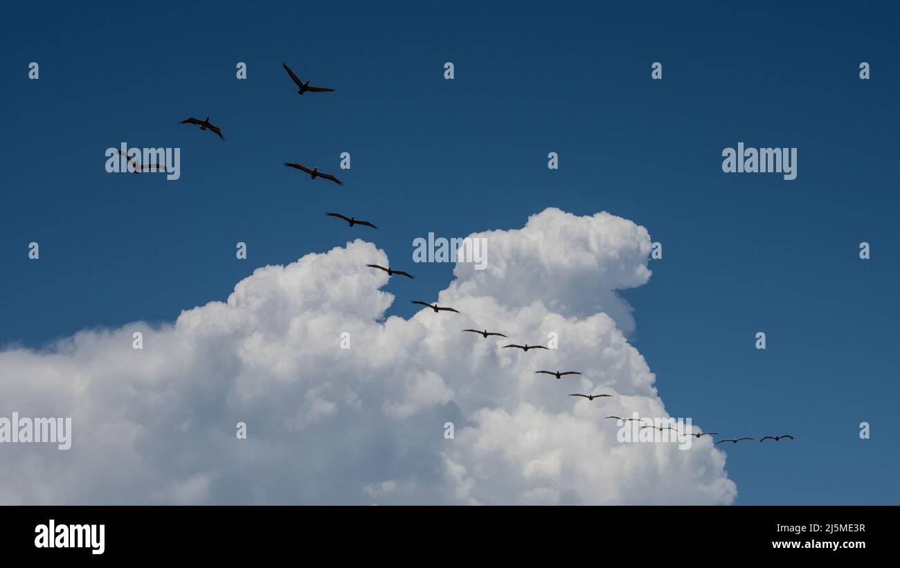 Gulf coast birds hi-res stock photography and images - Alamy