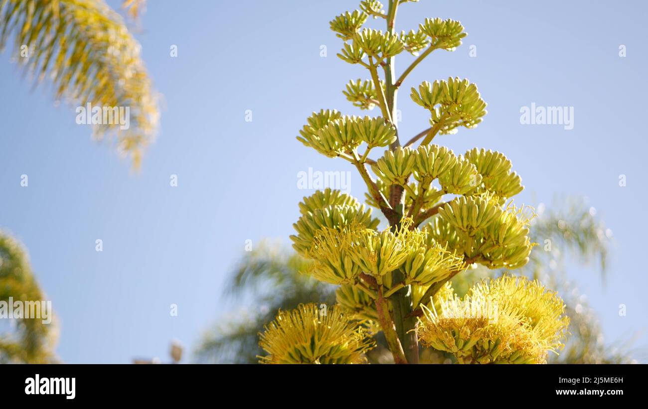 Aloe panicle hi-res stock photography and images - Alamy