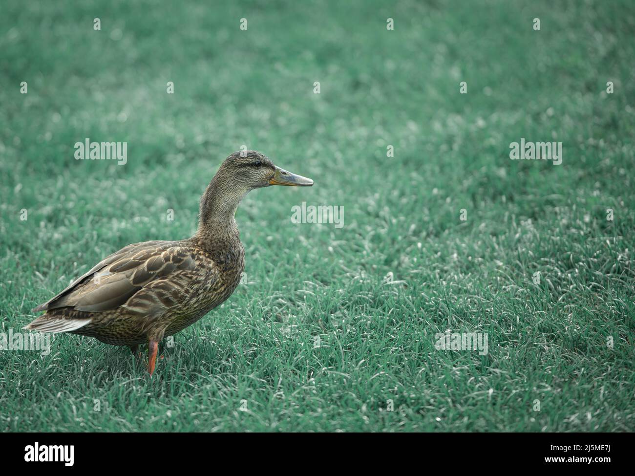 Outdoor duck hi-res stock photography and images - Alamy
