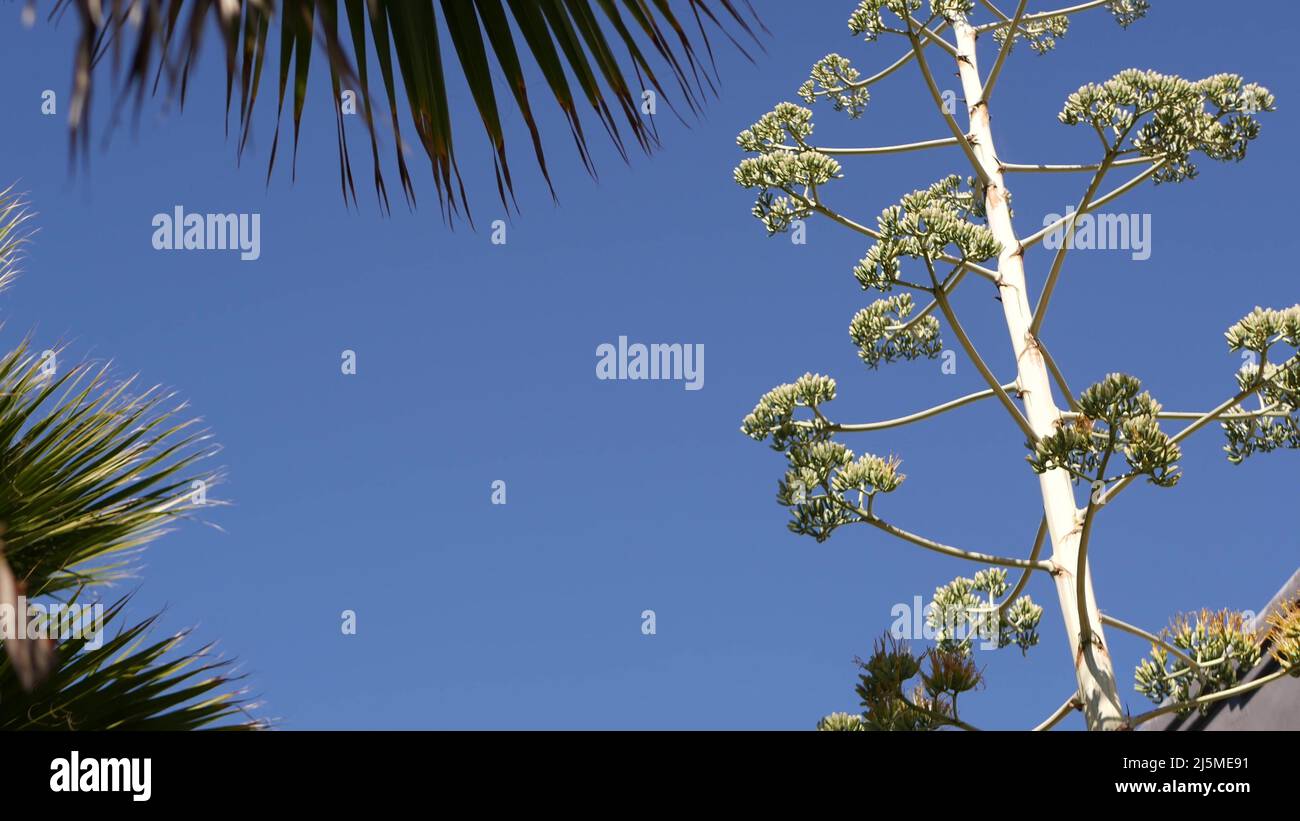 Aloe panicle hi-res stock photography and images - Alamy