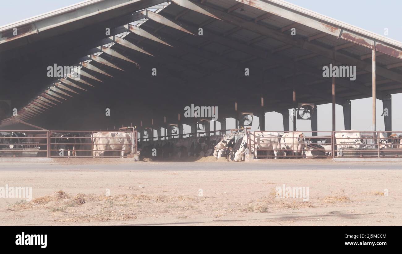 Cows stable usa hi-res stock photography and images - Alamy