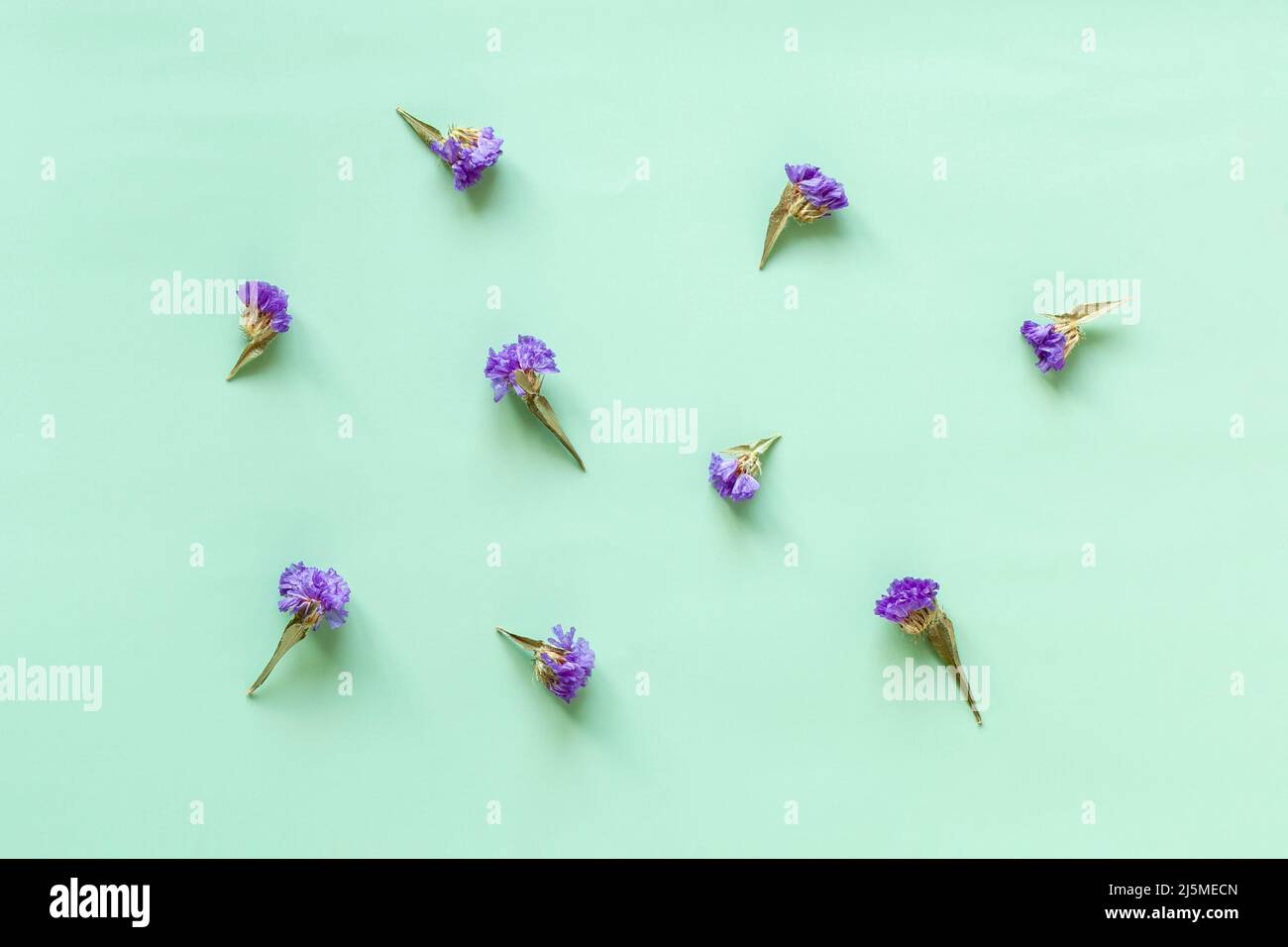 statice flowers on the light blue background, top view, floral backdrop ...