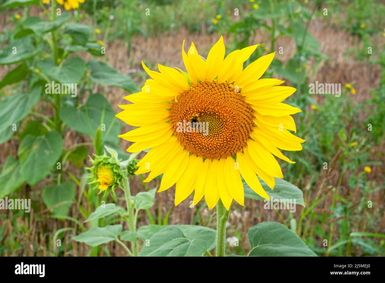 Side view sunflower hi-res stock photography and images - Alamy
