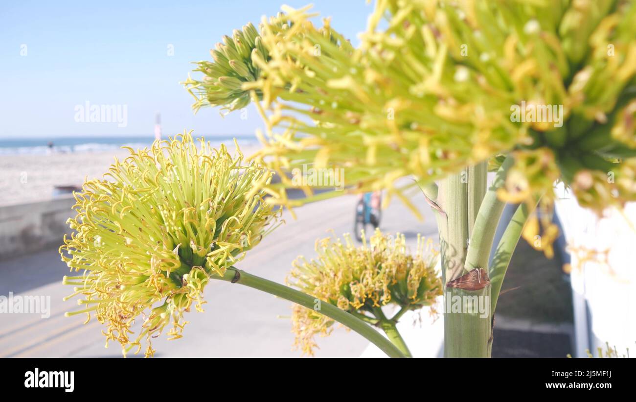 Yellow agave flower bloom, people walking by ocean beach, California ...