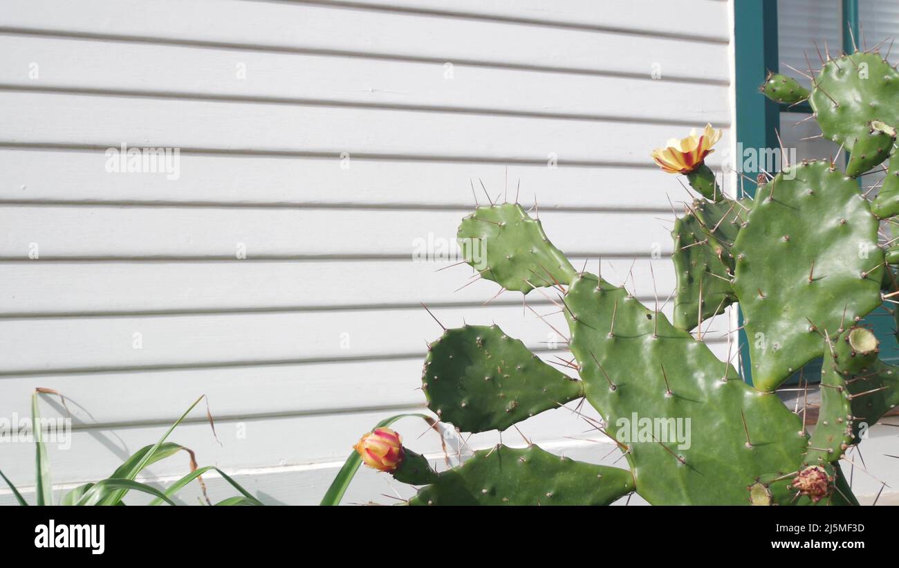 Green desert cactus by white wall of wooden house or bungalow. Garden ...