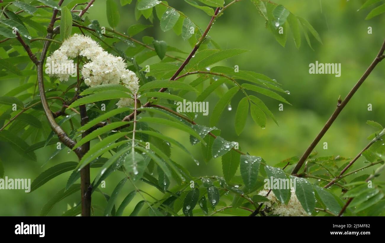 Rain drops falling, fresh green juicy leaves in spring forest. Droplets ...