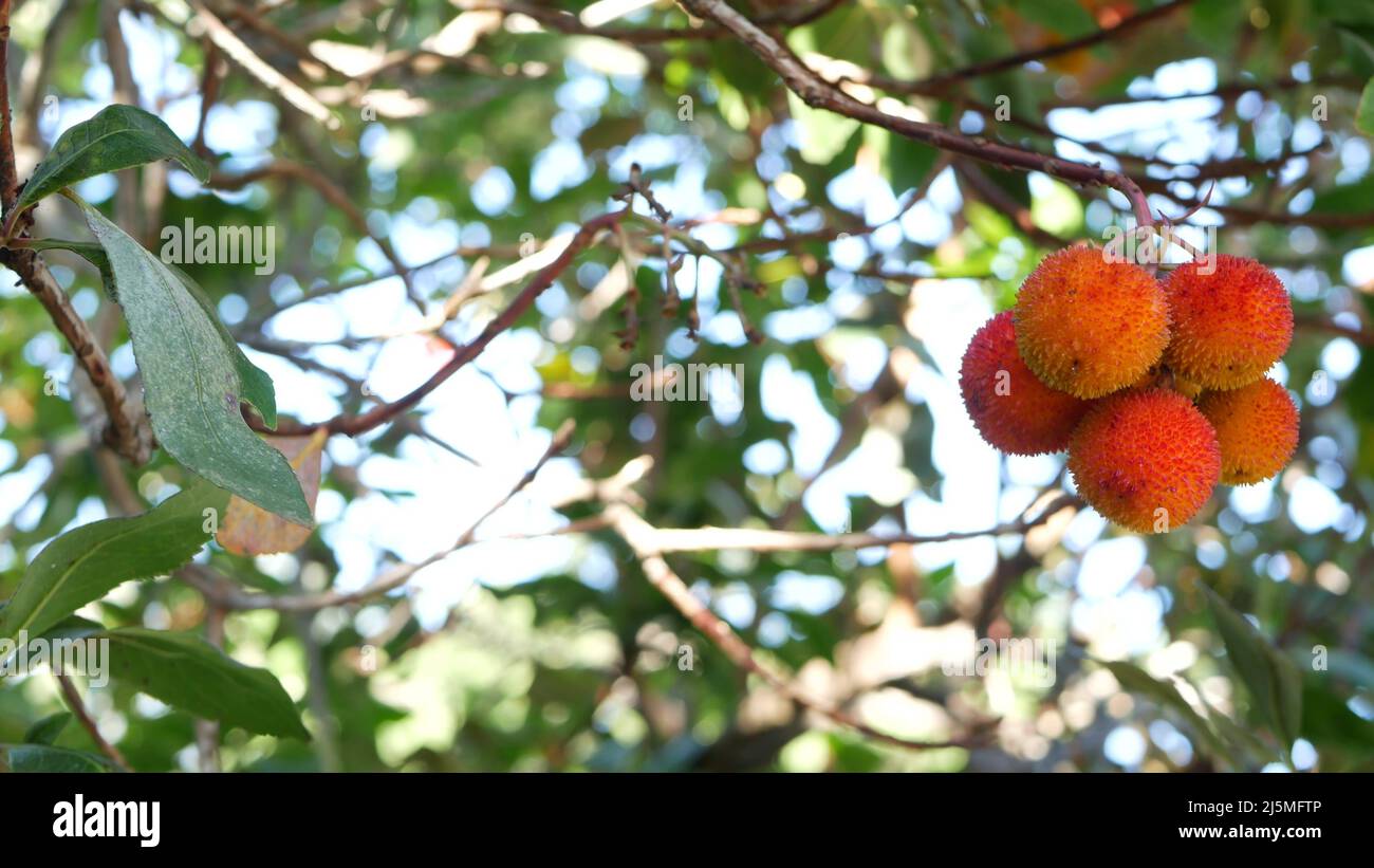 Irish strawberry tree hi-res stock photography and images - Alamy
