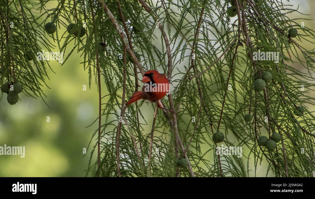 Louisiana cardinal hi-res stock photography and images - Alamy