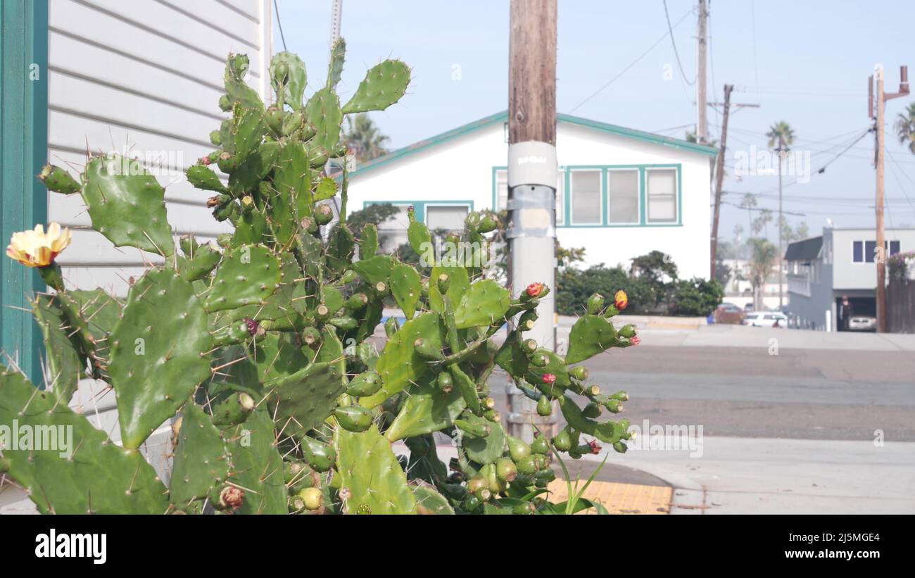Green cactus by white wall of wooden house or bungalow. Garden in ...