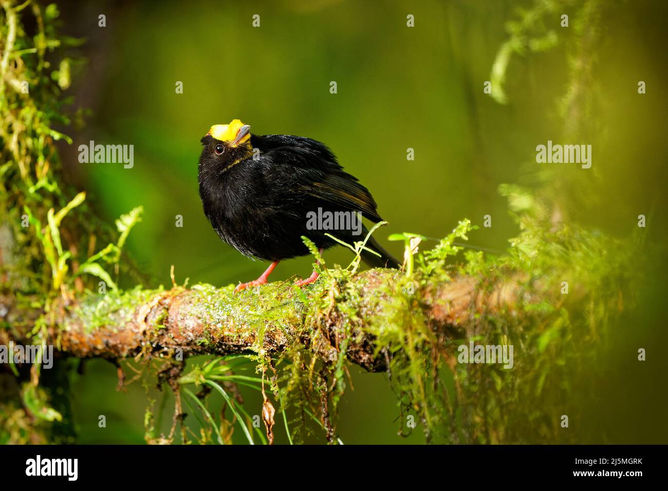 Ecuador mindo manakin hi-res stock photography and images - Alamy