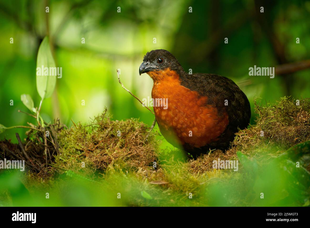 Dark-backed Wood-Quail - Odontophorus melanonotus bird species in the ...