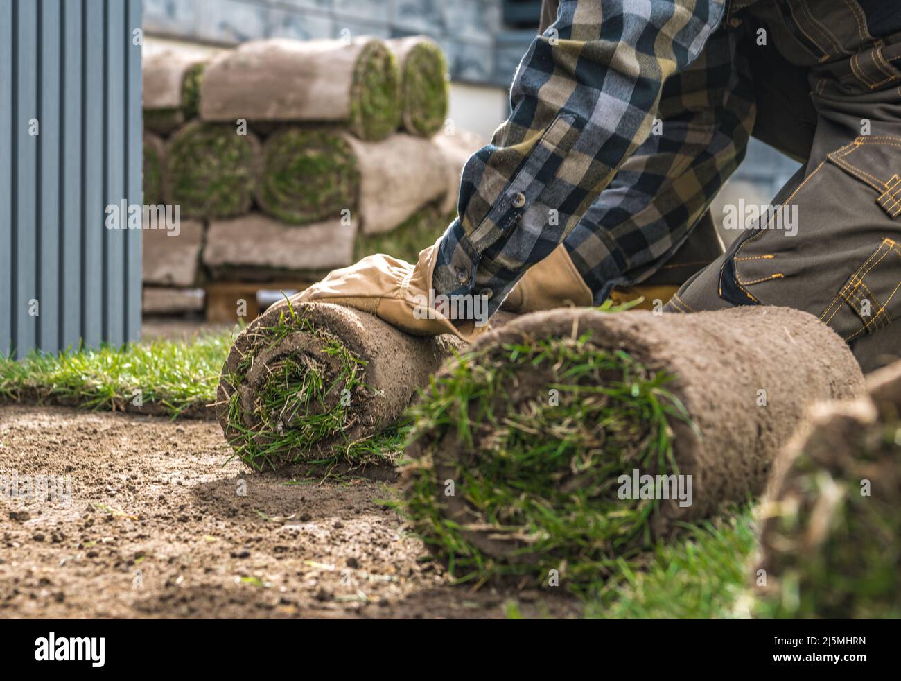 Landscaping Worker Rolling Over Natural Grass Turfs in Residential ...