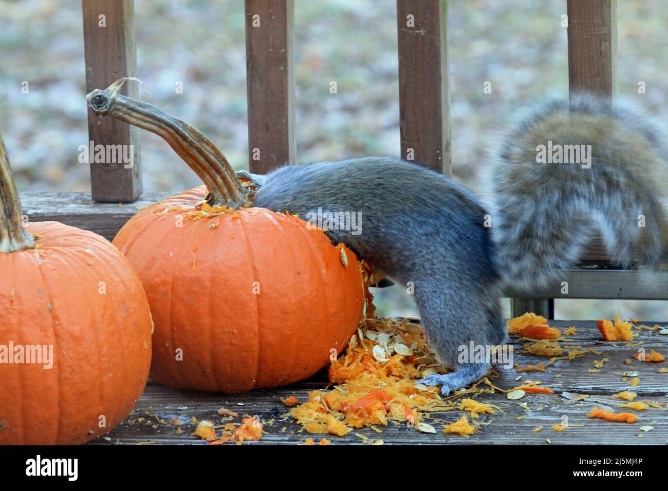 A clever Eastern gray squirrel (Sciurus carolinensis), with head ...