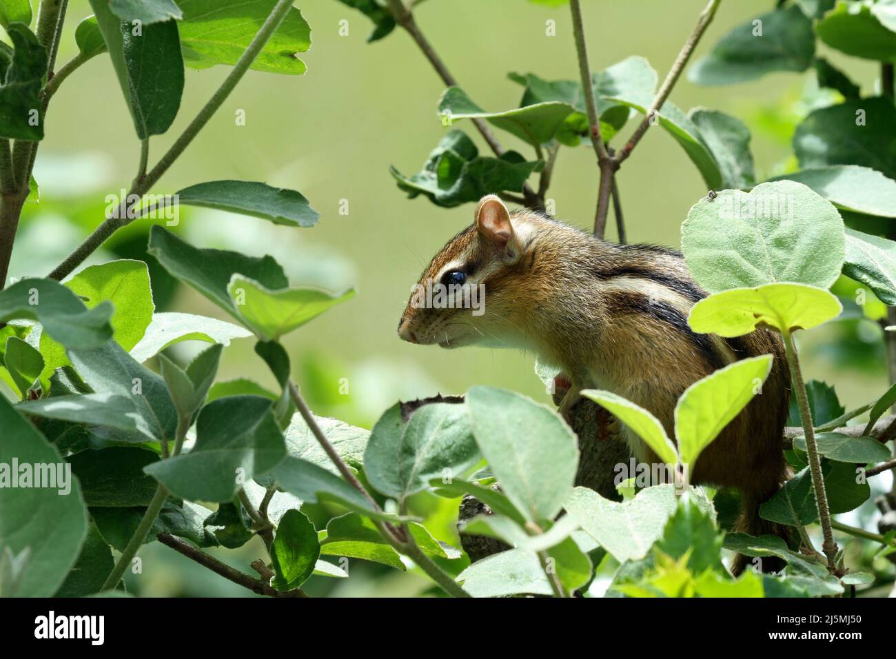 Side view of an Eastern chipmunk (Tamias striatus) resting in a ...