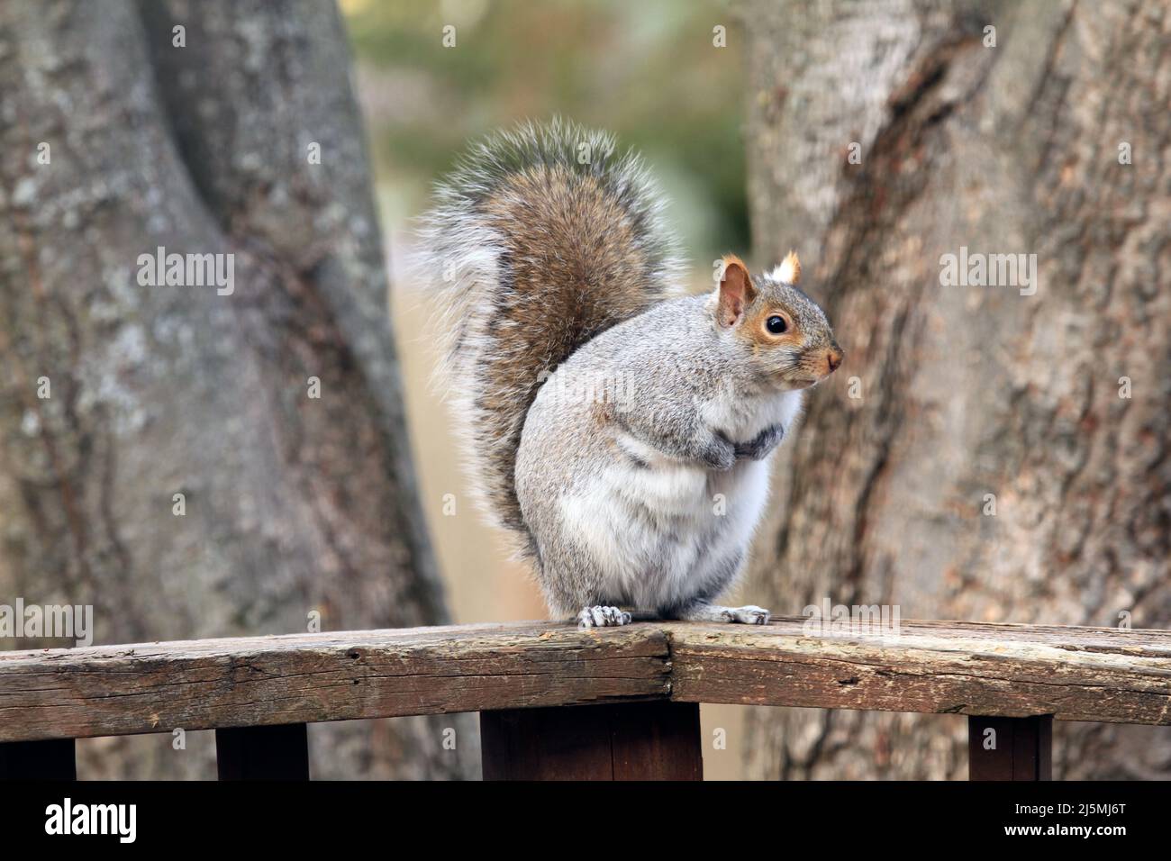 A chubby Eastern gray squirrel (Sciurus carolinensis), with paws ...