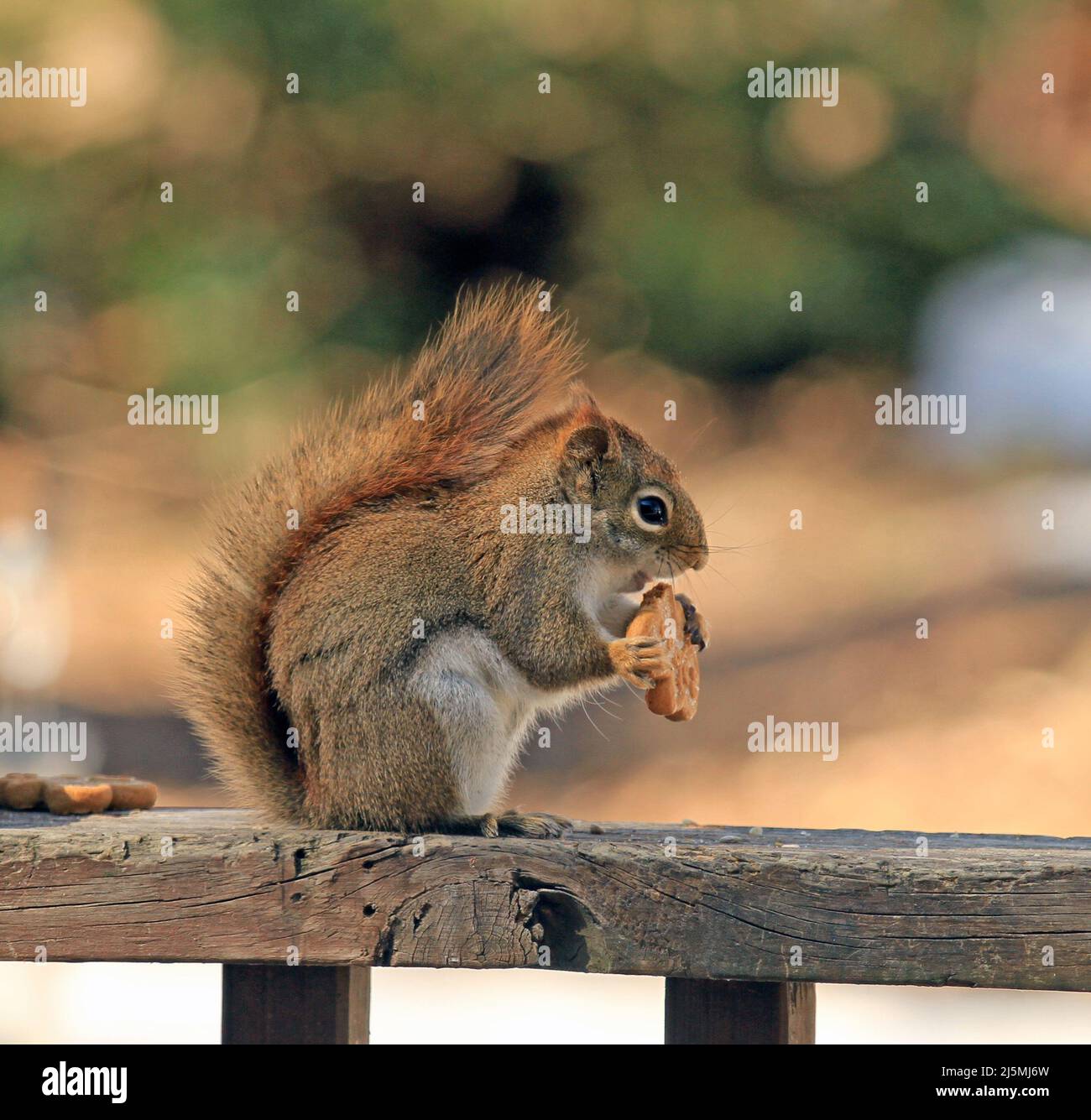 Side view of a North American red squirrel eating with its paws while ...
