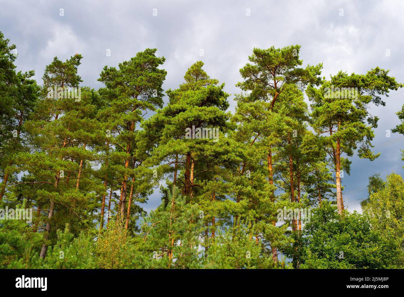 Tall pine trees growing in coniferous forest nature, pinewood Stock ...