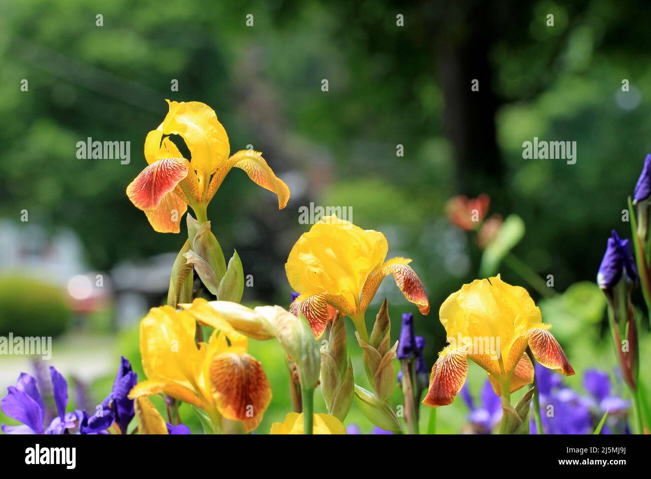Yellow Iris Prinzess Viktoria Luise Iris | Old House Gardens
