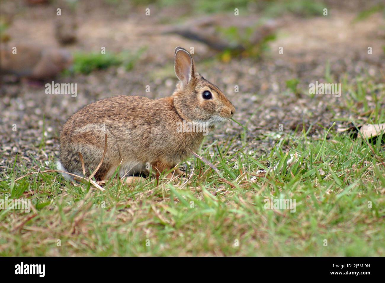 Rabbit tail hi-res stock photography and images - Alamy