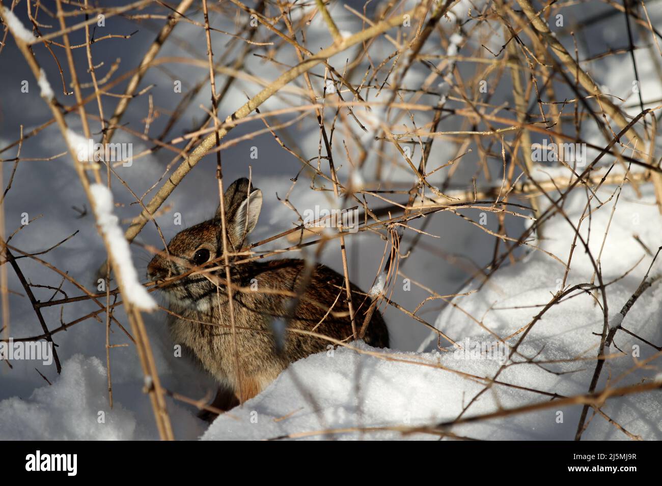 An Eastern cottontail rabbit (Sylvilagus floridanus) taking shelter ...